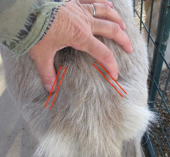 Is Goat Labor Imminent? How to Check Ligaments - Goat Journal